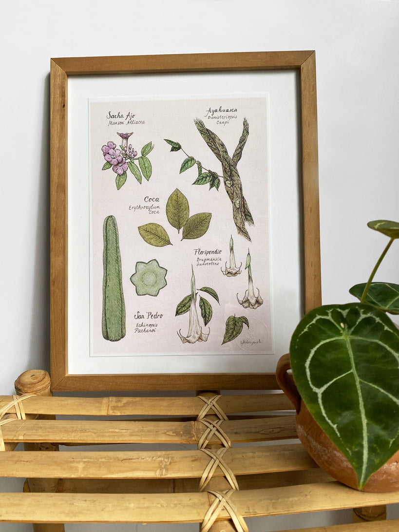 Sacred Plants of Peru Botanical Print ~ Mother Selva ~ By Latino Artists